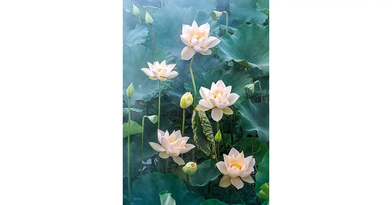 CherryPazzi 30158 - White Lotus - 1000 db-os puzzle - Puzzle 1000 db