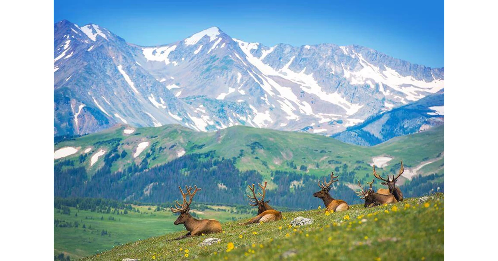 EuroGraphics 6000-5705 - Mountain Elks - 1000 db-os puzzle - Puzzle 1000 db